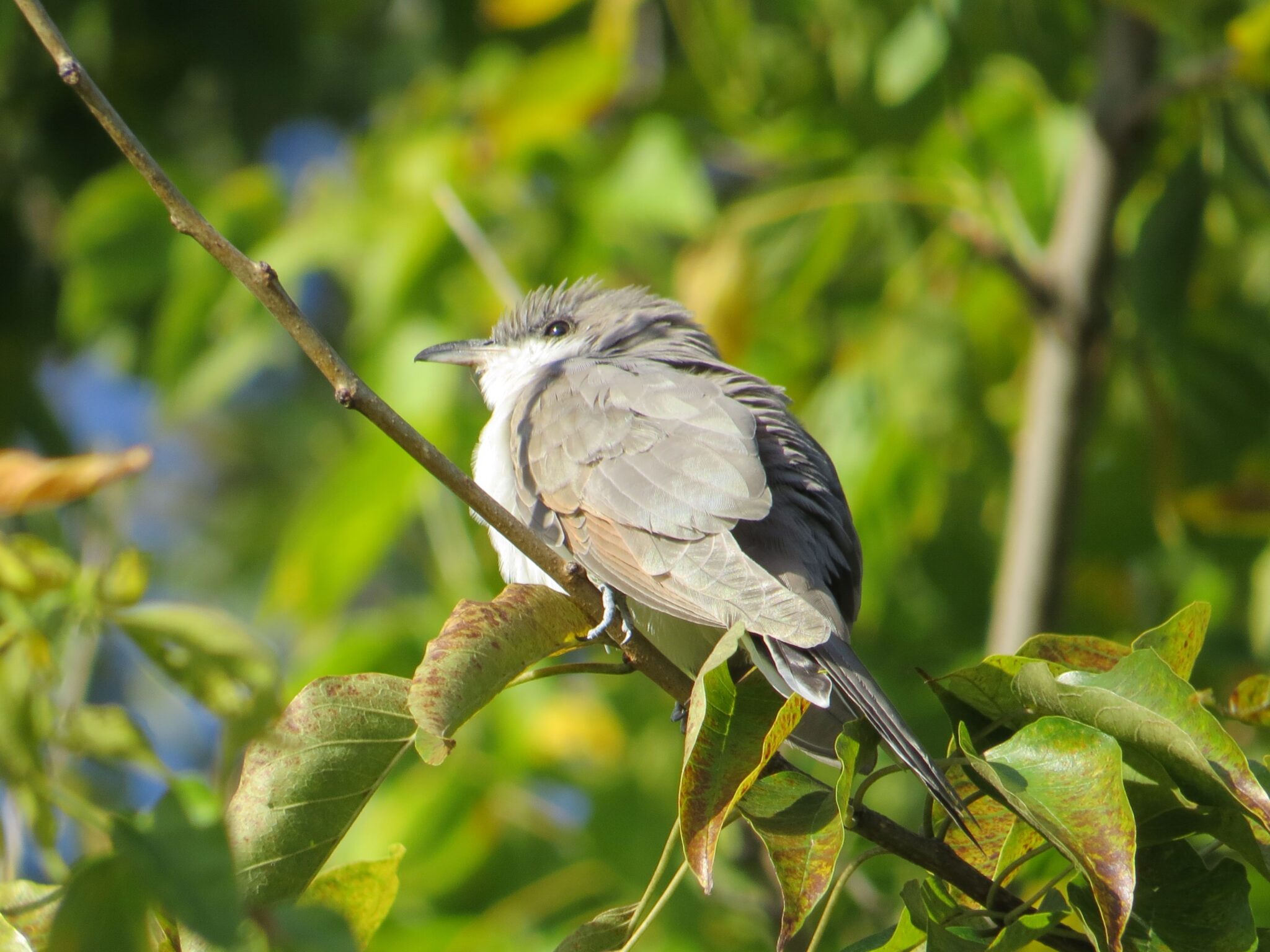 Bird of the Week- Yellow-billed Cuckoo – St. Louis Audubon Society