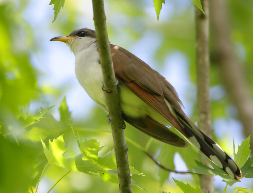 Bird of the Week- Yellow-billed Cuckoo – St. Louis Audubon Society