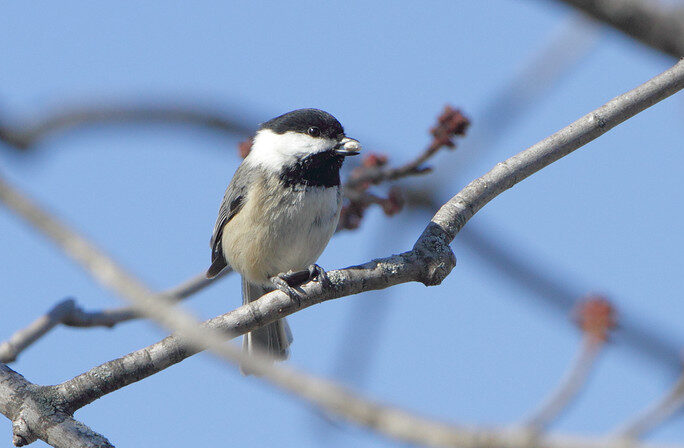 Bird of the Week- Carolina and Black-capped Chickadee – St. Louis ...