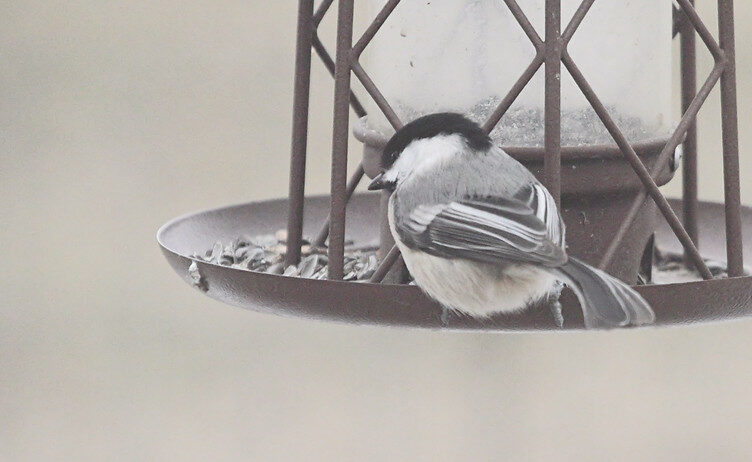 Bird of the Week- Carolina and Black-capped Chickadee – St. Louis ...