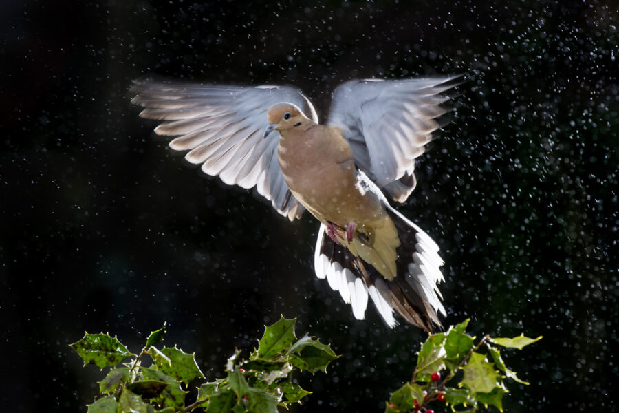 Bird of the Week- Mourning Dove – St. Louis Audubon Society