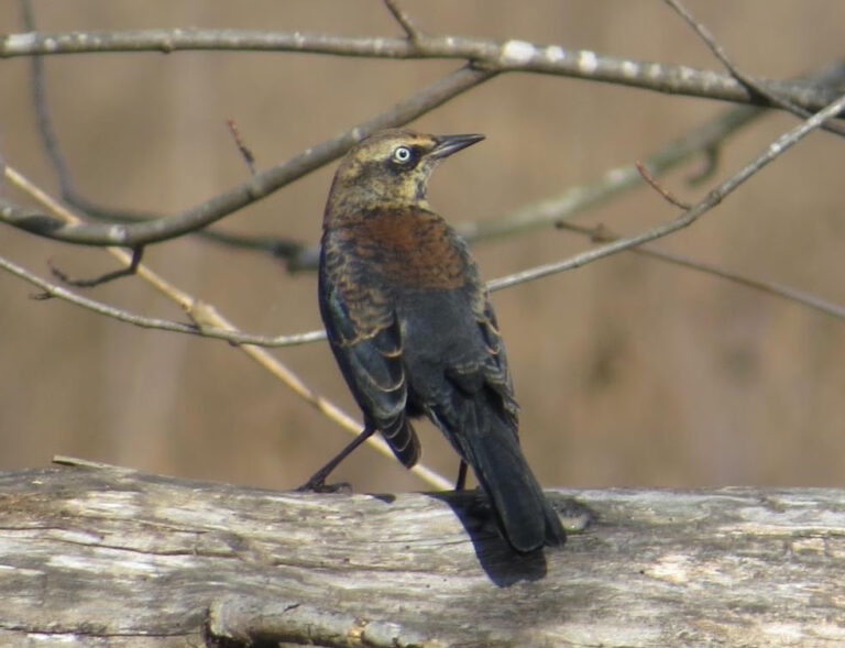 Bird of the Week- Rusty Blackbird – St. Louis Audubon Society