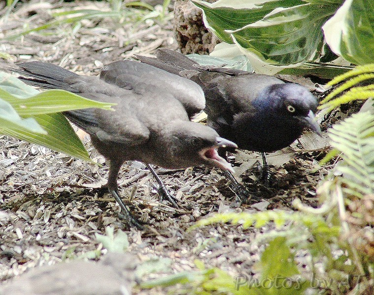 Bird of the Week- Common Grackle – St. Louis Audubon Society