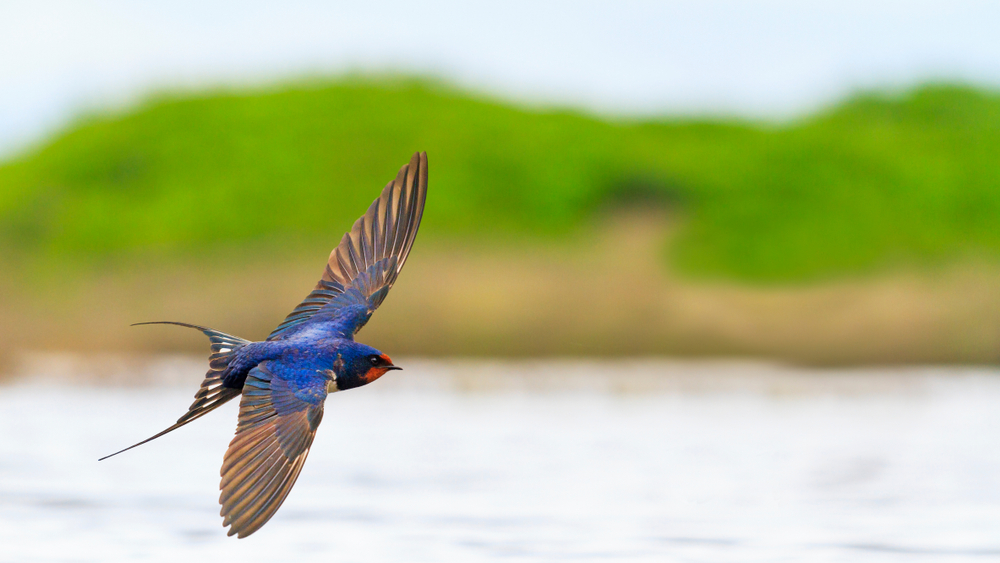 Bird of the Week- Barn Swallow – St. Louis Audubon Society