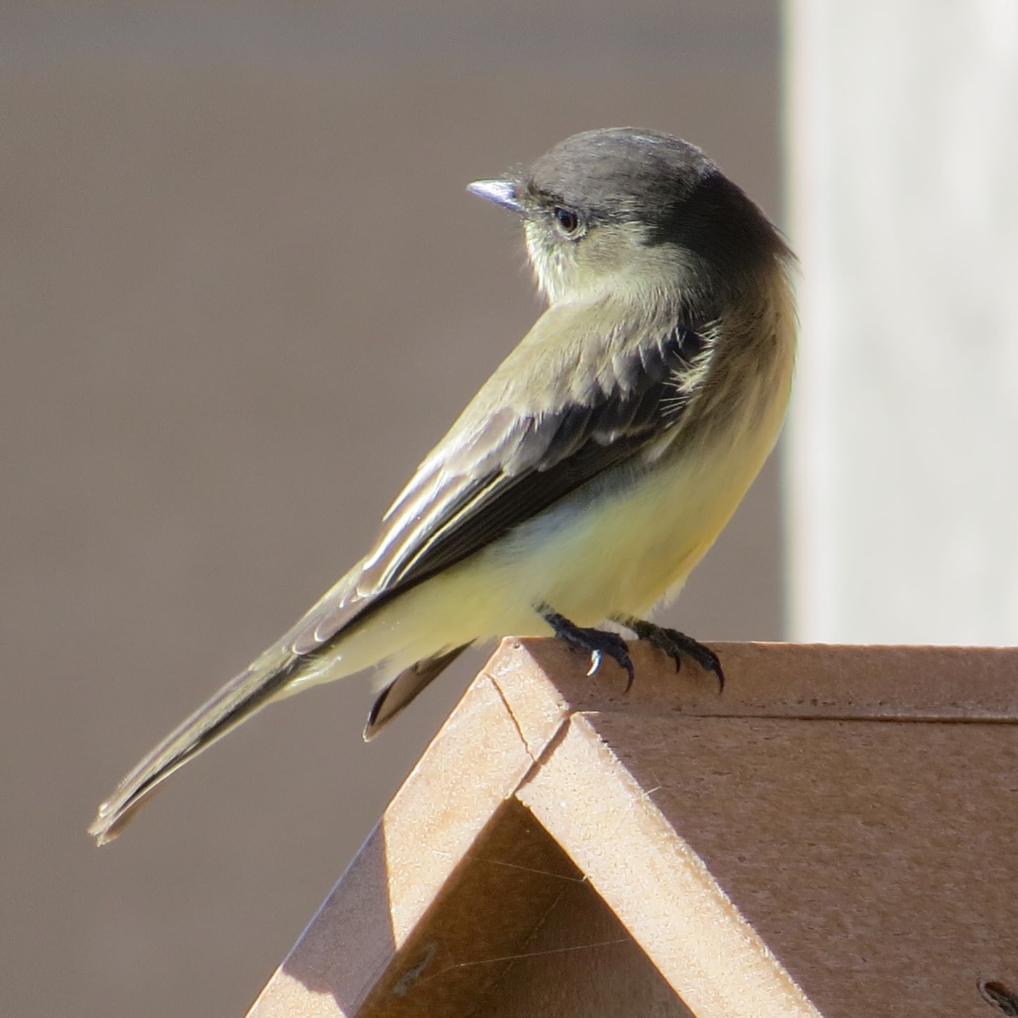 Bird of the Week- Eastern Phoebe – St. Louis Audubon Society