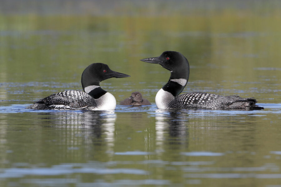 Bird of the Week- Common Loon – St. Louis Audubon Society