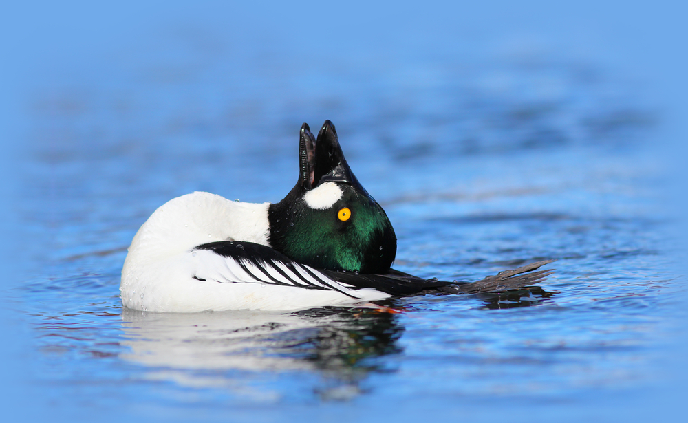 Bird of the Week- Common Goldeneye – St. Louis Audubon Society