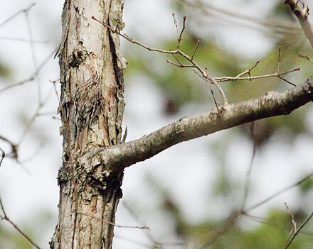 Bird of the Week- Brown Creeper – St. Louis Audubon Society
