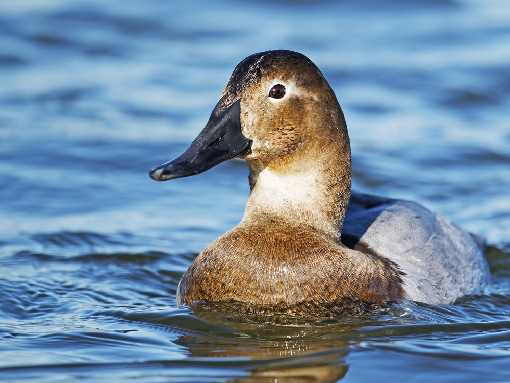 Bird of the Week- Canvasback – St. Louis Audubon Society
