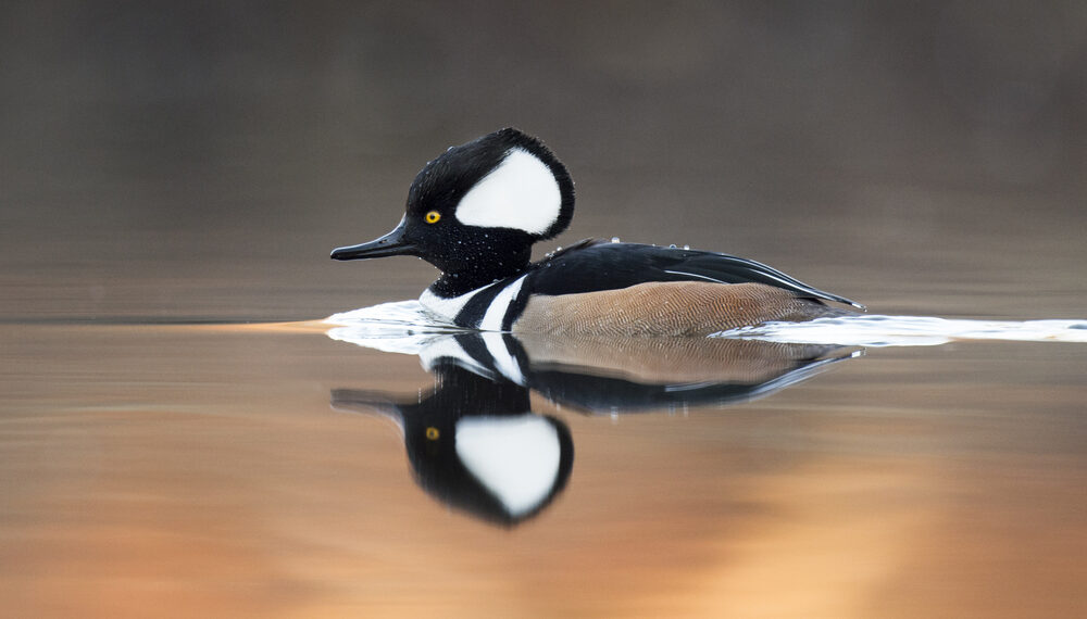 Field Trip- Columbia Bottom CA – St. Louis Audubon Society
