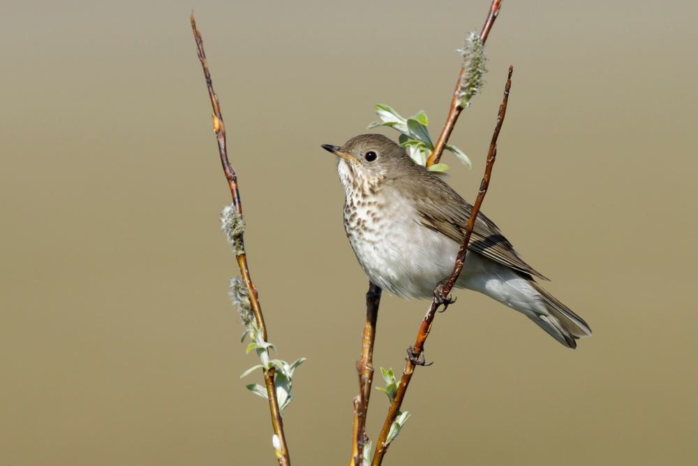 Bird of the Week- Swainson’s Thrush – St. Louis Audubon Society