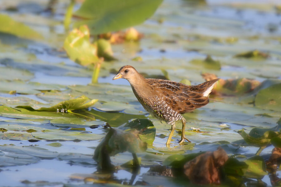 Bird of the Week- Sora – St. Louis Audubon Society