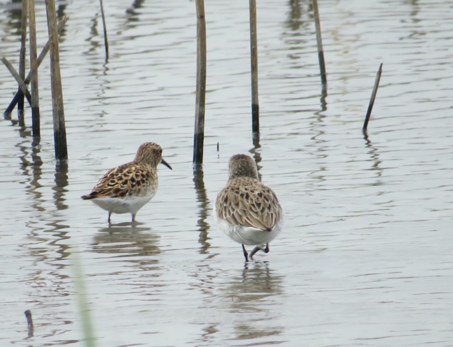 Bird of the Week- Semipalmated Sandpiper – St. Louis Audubon Society