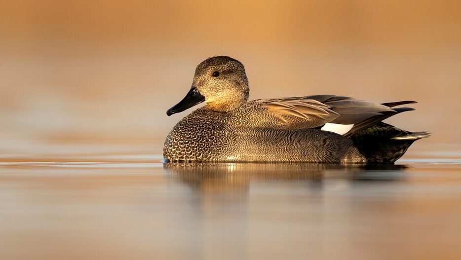 Field Trip- Busch CA – St. Louis Audubon Society