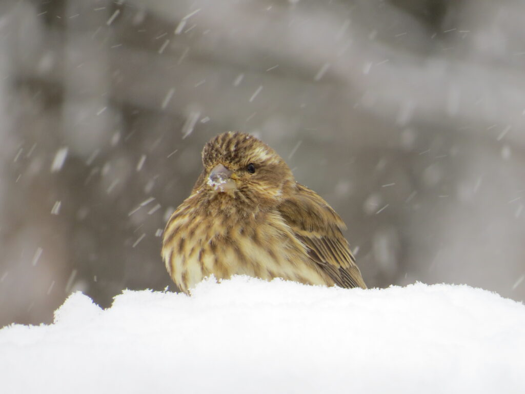 Bird of the Week- Purple Finch – St. Louis Audubon Society