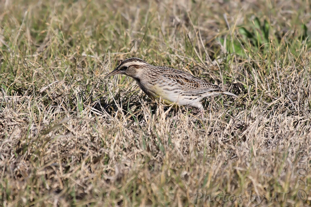 Bird of the Week- Eastern and Western Meadowlark – St. Louis Audubon ...