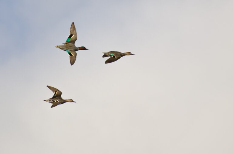 Bird of the Week- Green-winged Teal – St. Louis Audubon Society