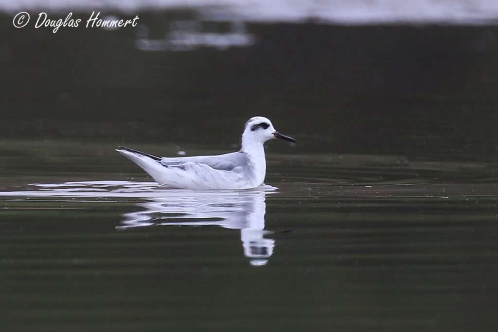 Bird of the Week- Red Phalarope – St. Louis Audubon Society
