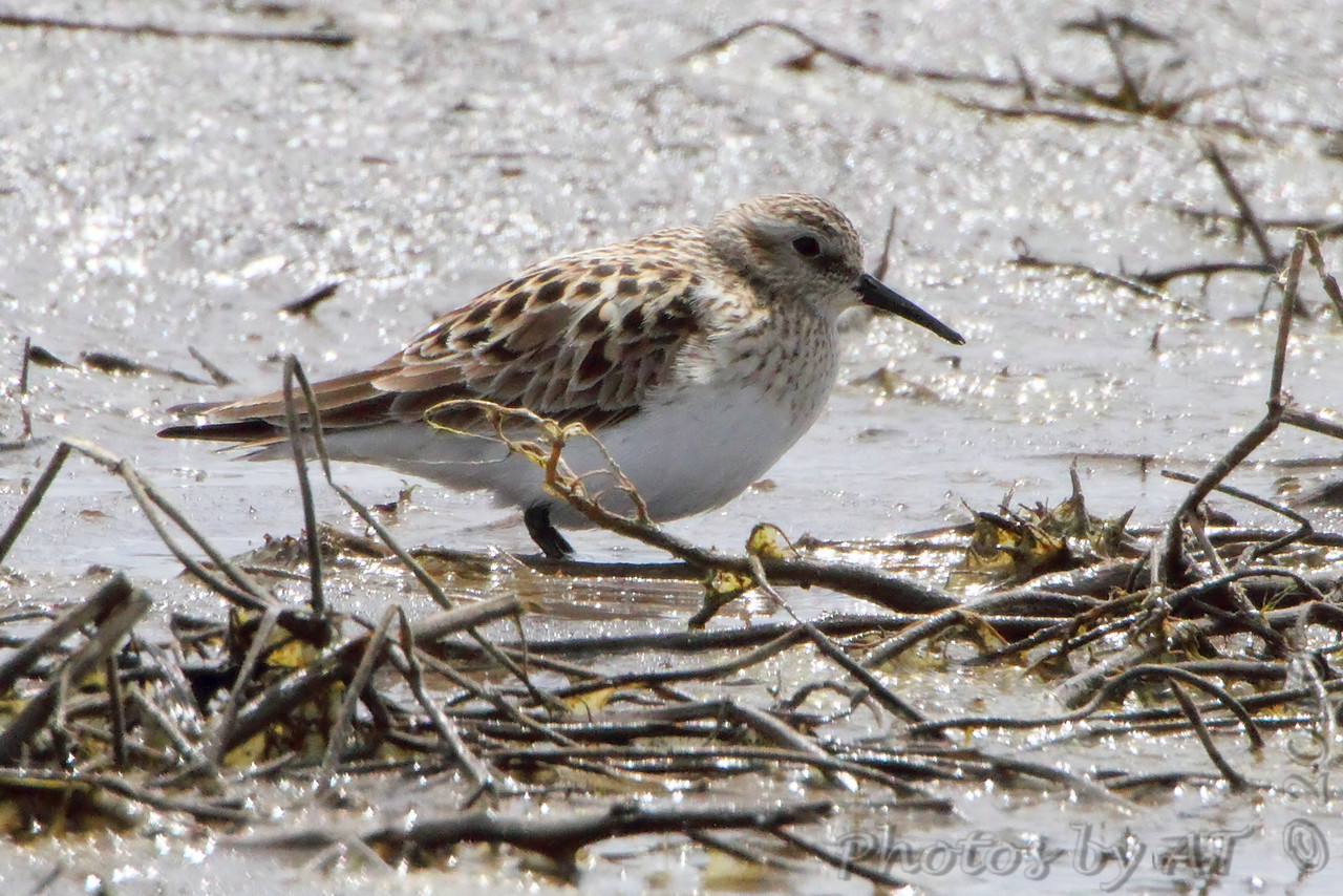 Bird Of The Week Baird S Sandpiper St Louis Audubon Society